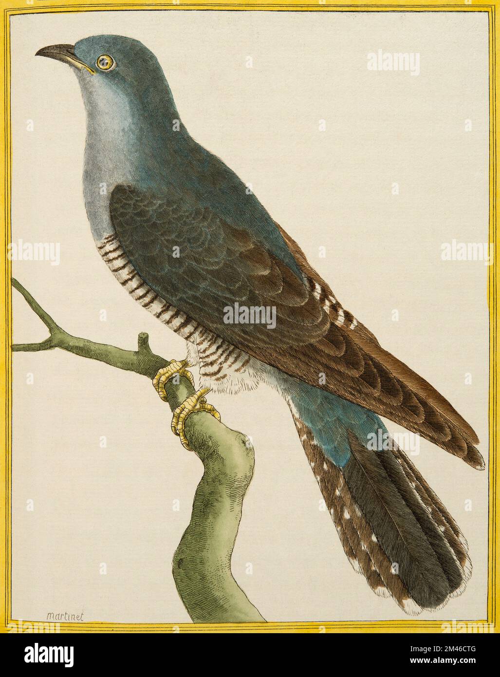 The Cuckoo: Illuminated plate from the natural history of birds by ...