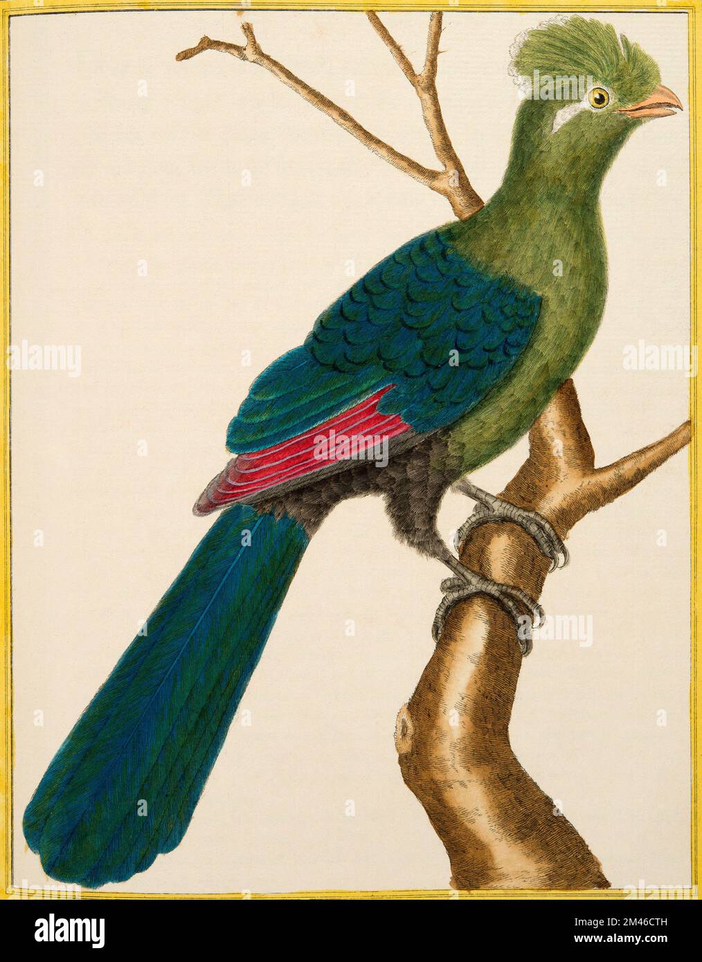 The turaco of Guinea: illuminated plate from the natural history of ...