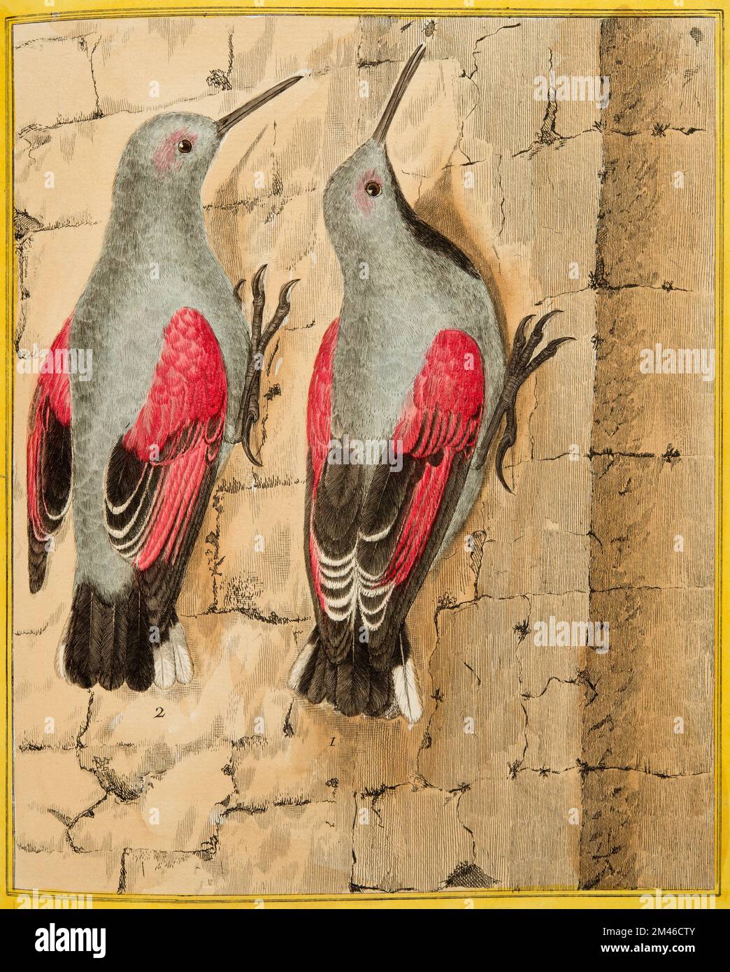 The Male Wall Creeper with his Female: Illuminated Plate from the ...