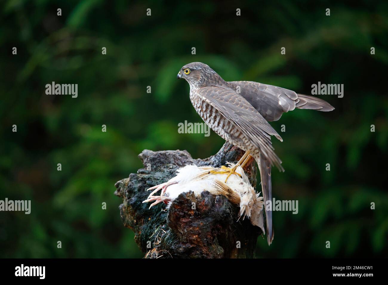 Female sparrowhawk with her kill at a woodland feeding site Stock Photo ...
