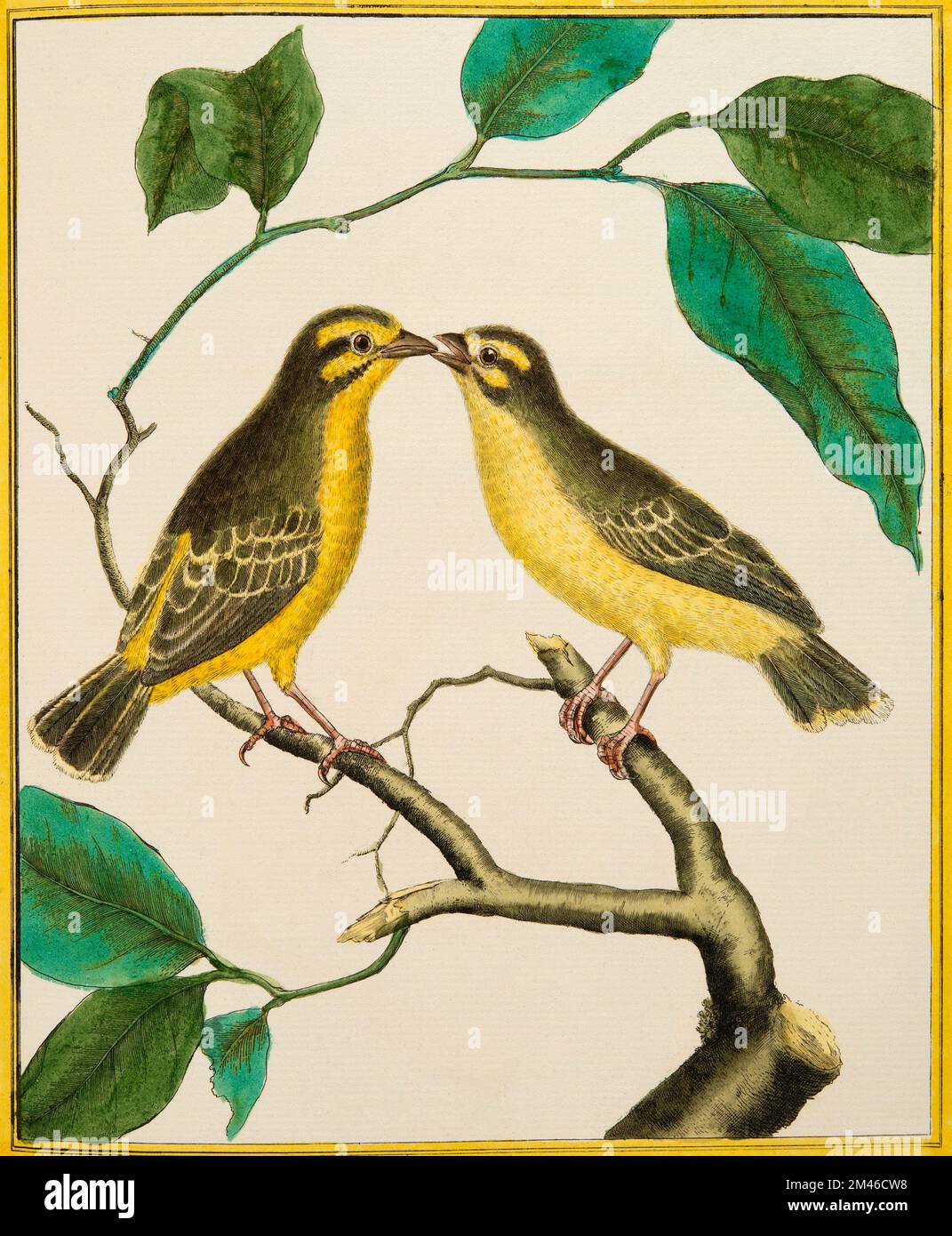 The Male Mozambique Serin with his Female: Illuminated Plate from the ...