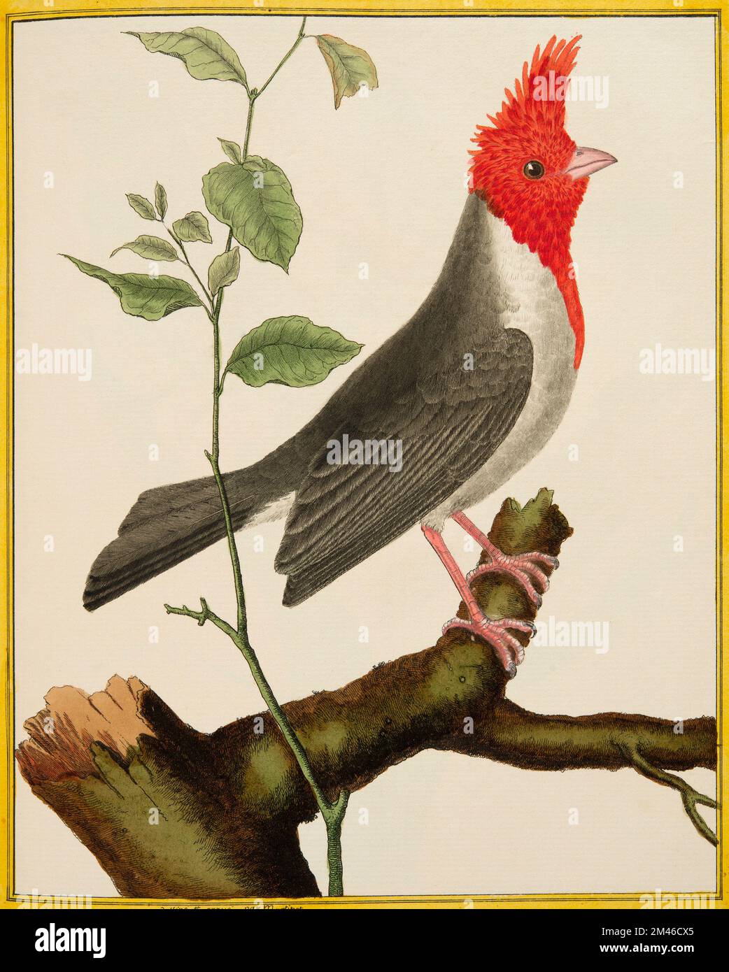 The Dominican Cardinal Hoopoe of Louisiana: Illuminated Plate from the ...