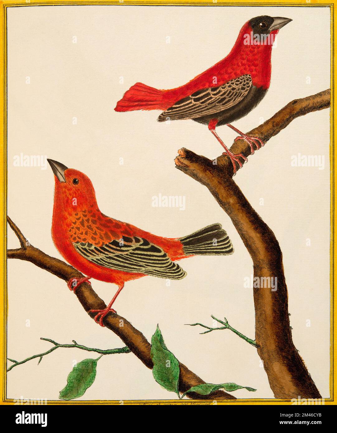 Cape of Good Hope Sparrow and Madagascar Sparrow: Illuminated Plate ...