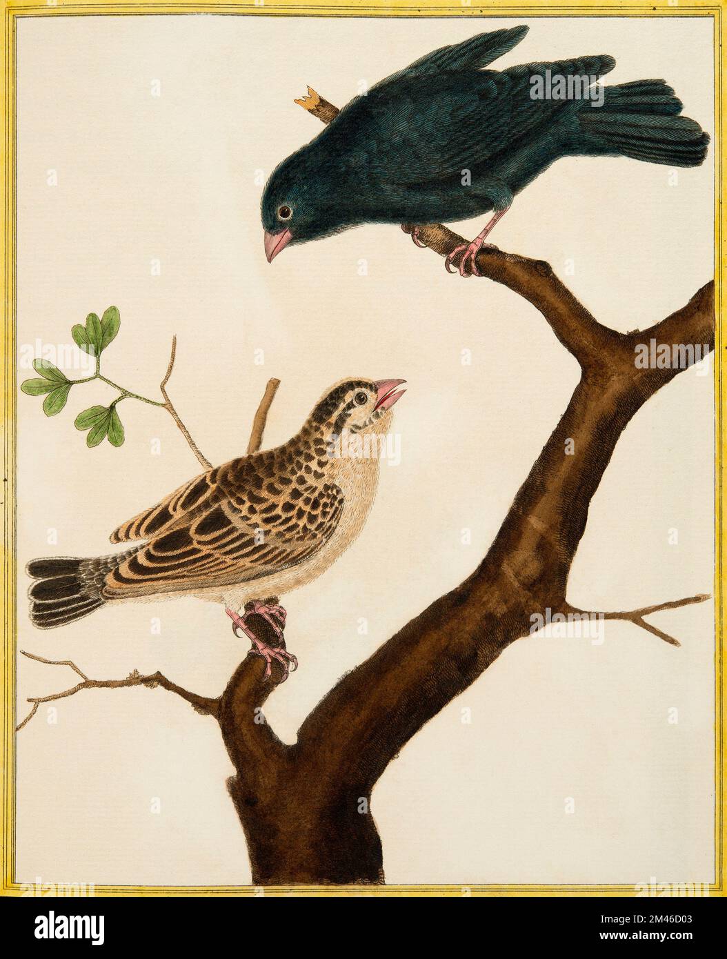 Brazilian sparrow with its female: Illuminated plate from the natural ...