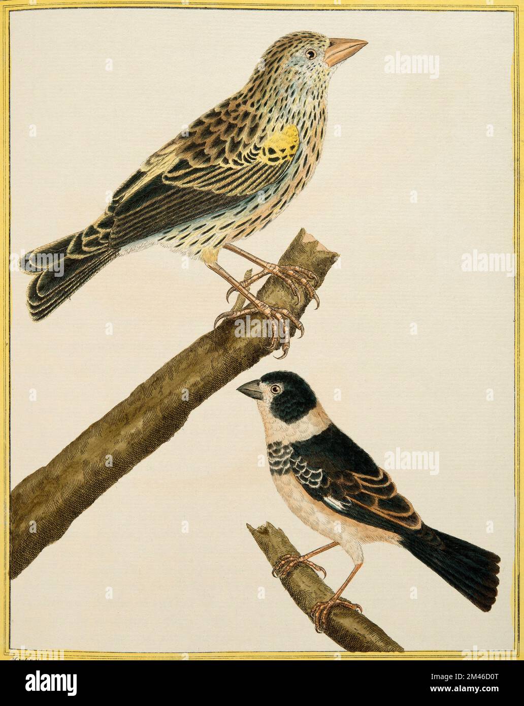 Gros Bec spotted from the Cape of Good Hope and Gros Bec from Angola ...