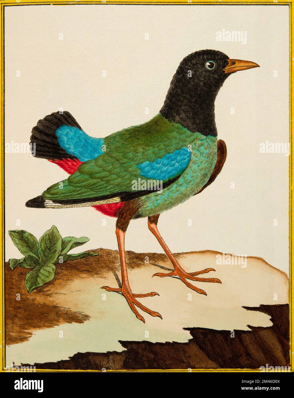 Blackbird of the Philippines: Illuminated plate from the natural ...