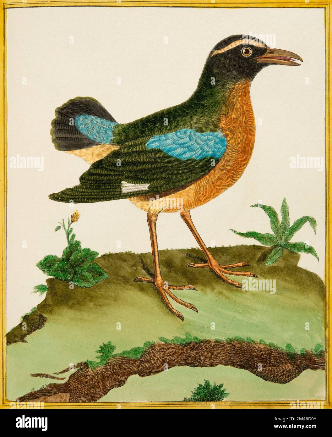 Blackbird of Bengal: Illuminated plate from the natural history of ...