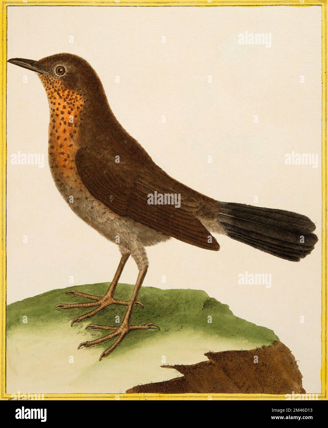 The Female Blackbird: Illuminated Plate from the Natural History of ...