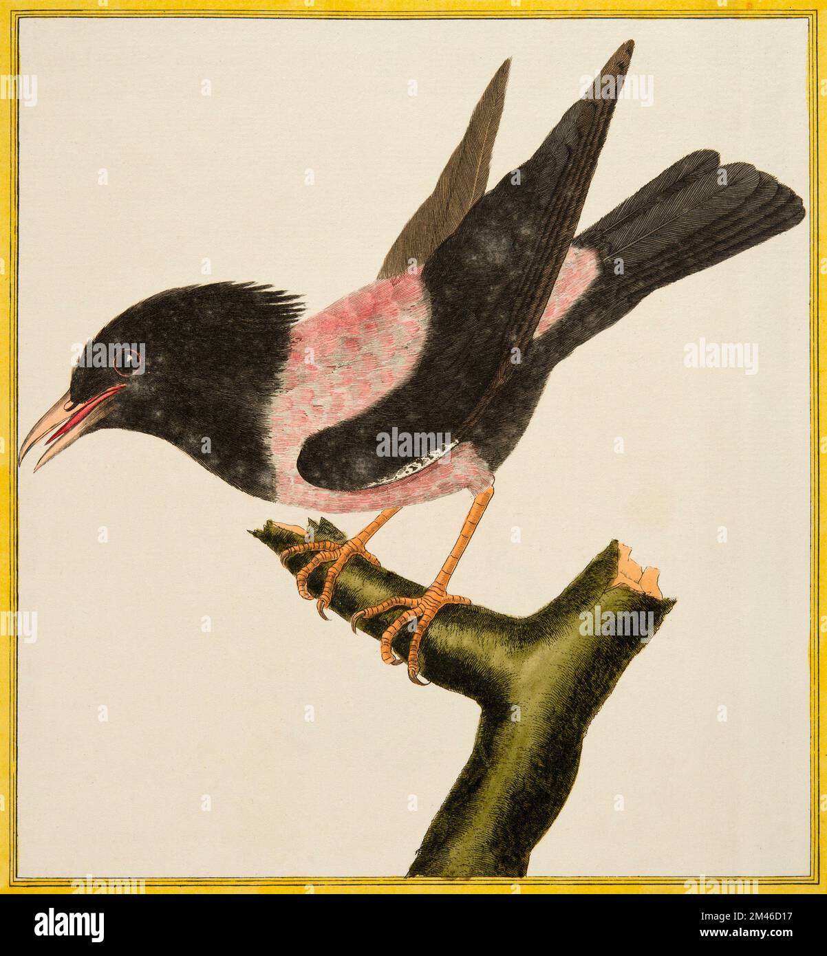 The Pink Blackbird of Burgundy: Illuminated Plate from the Natural ...