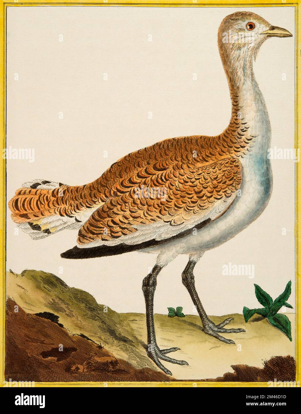 The Male Bustard: Illuminated Plate from the Natural History of Birds ...