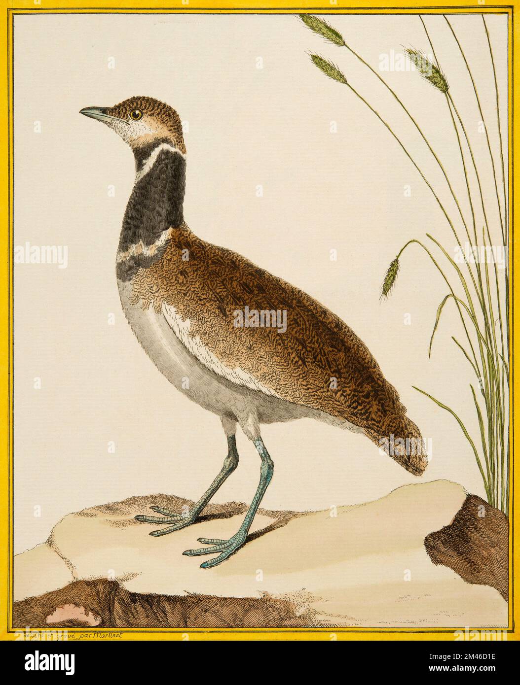Little Bustard or Male Canepetiere: Illuminated Plate from the Natural ...
