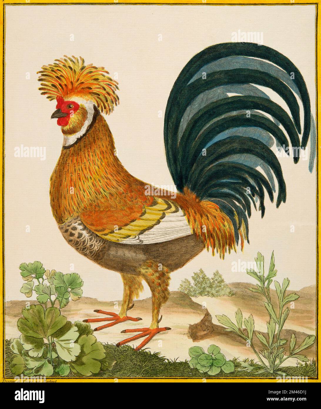 Rooster crested: Illuminated plate from the natural history of birds by ...