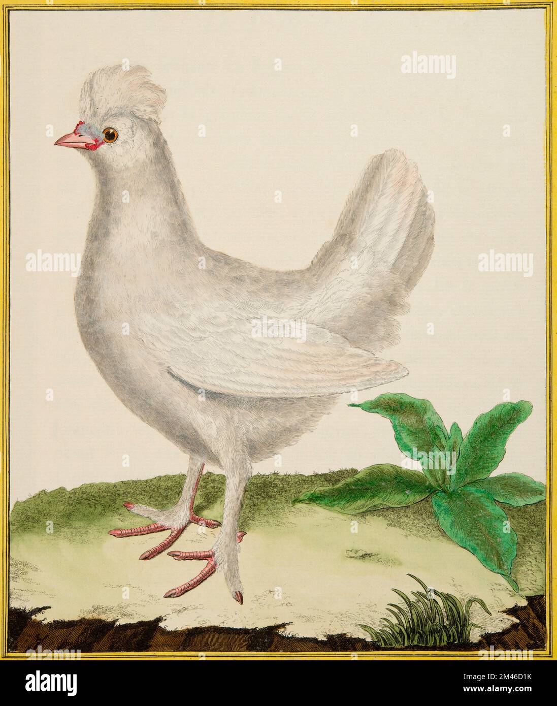 The hen of Japan: Illuminated plate from the natural history of birds ...