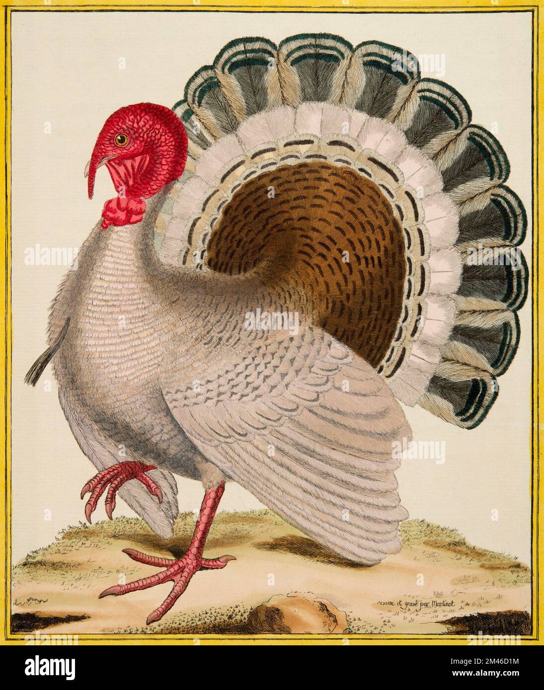 The turkey: Illuminated plate from the natural history of birds by ...