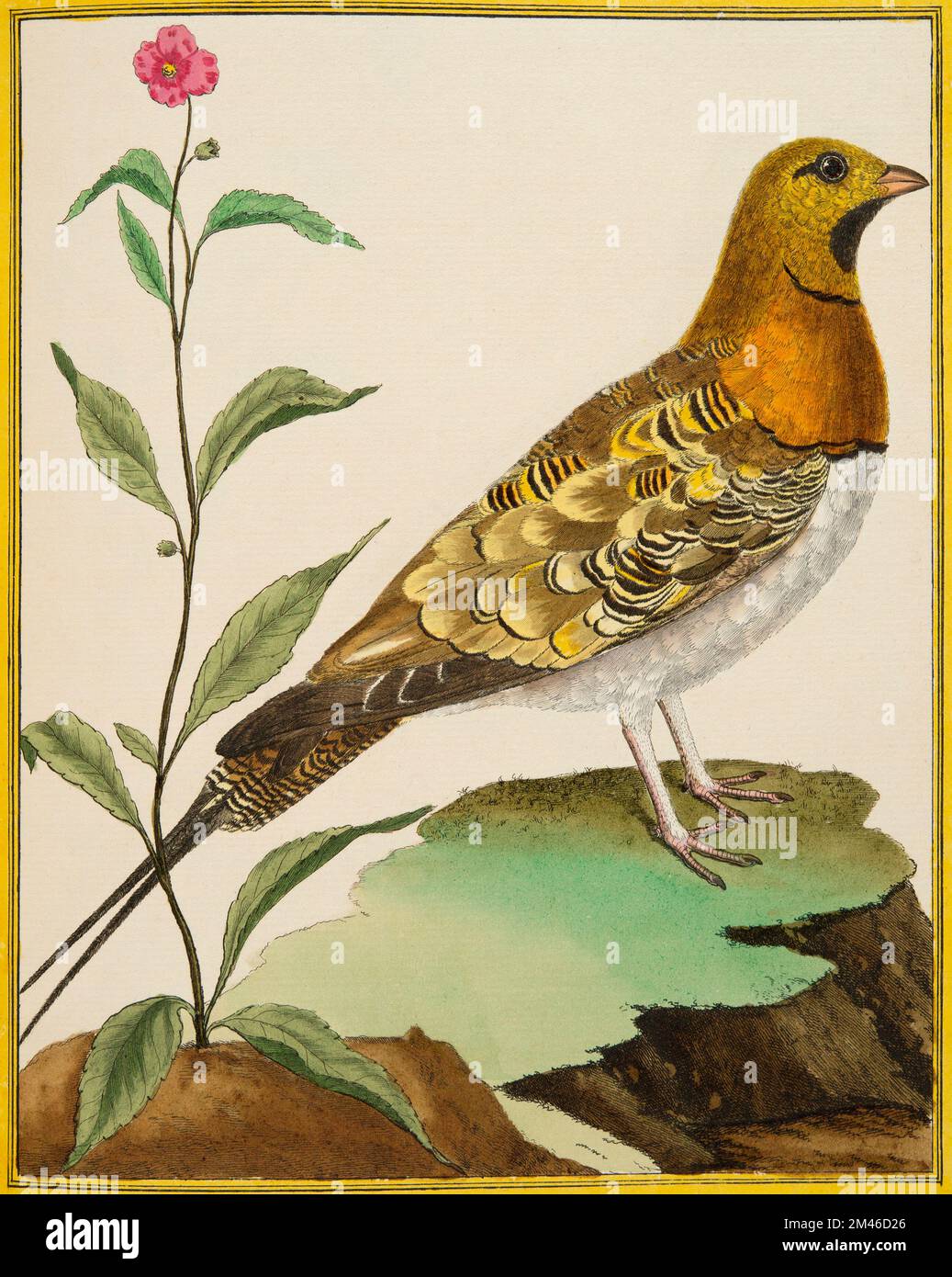 Male Pyrenees grouse: Illuminated plate from the natural history of ...