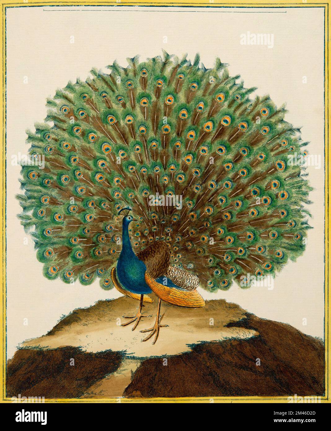 The Peacock: Illuminated plate from the natural history of birds by ...