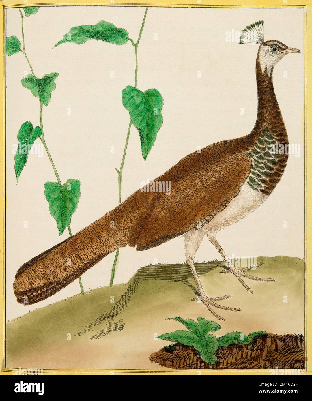 The peahen: Illuminated plate from the natural history of birds by ...