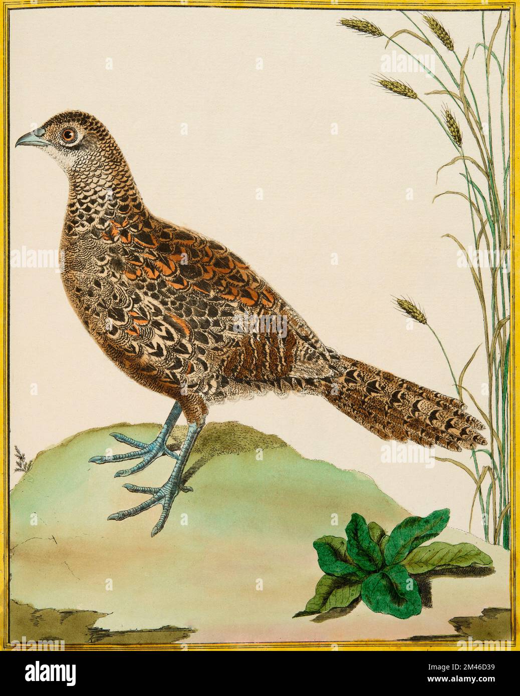 Female of the pheasant: Illuminated plate from the natural history of ...