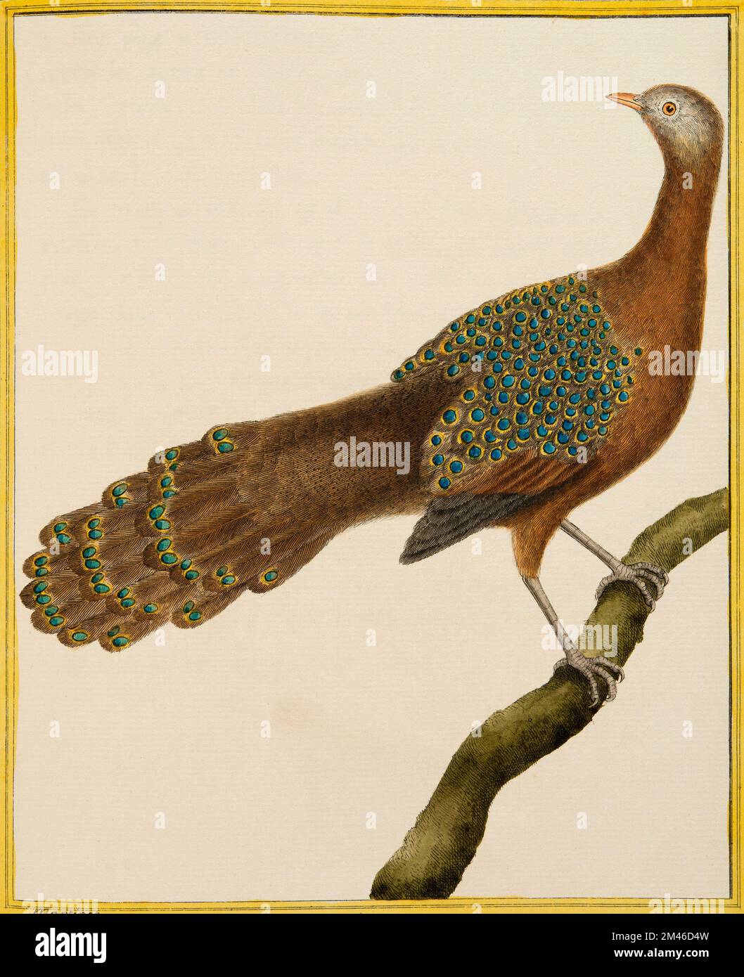 The female spur: Illuminated plate from the natural history of birds by ...