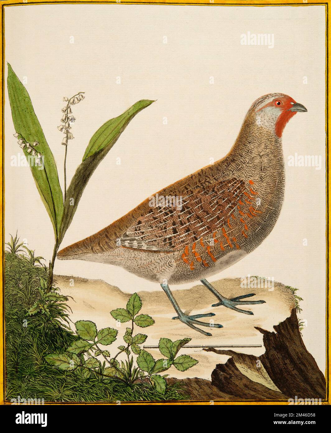 Female gray partridge: Illuminated plate from the natural history of ...