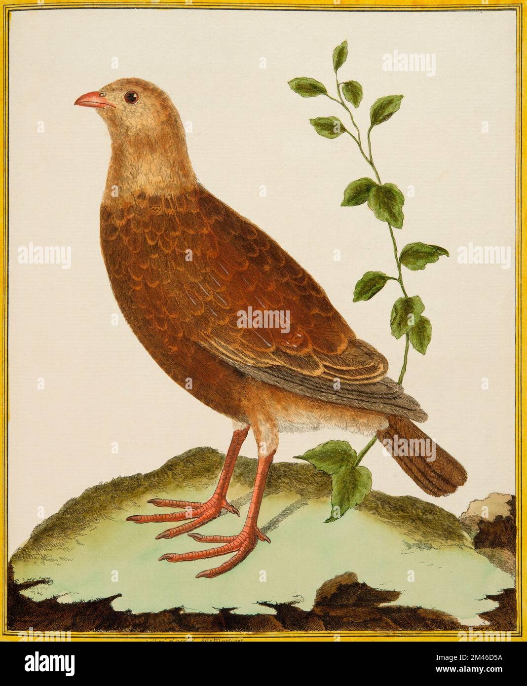 The Mountain Partridge: Illuminated Plate from the Natural History of ...