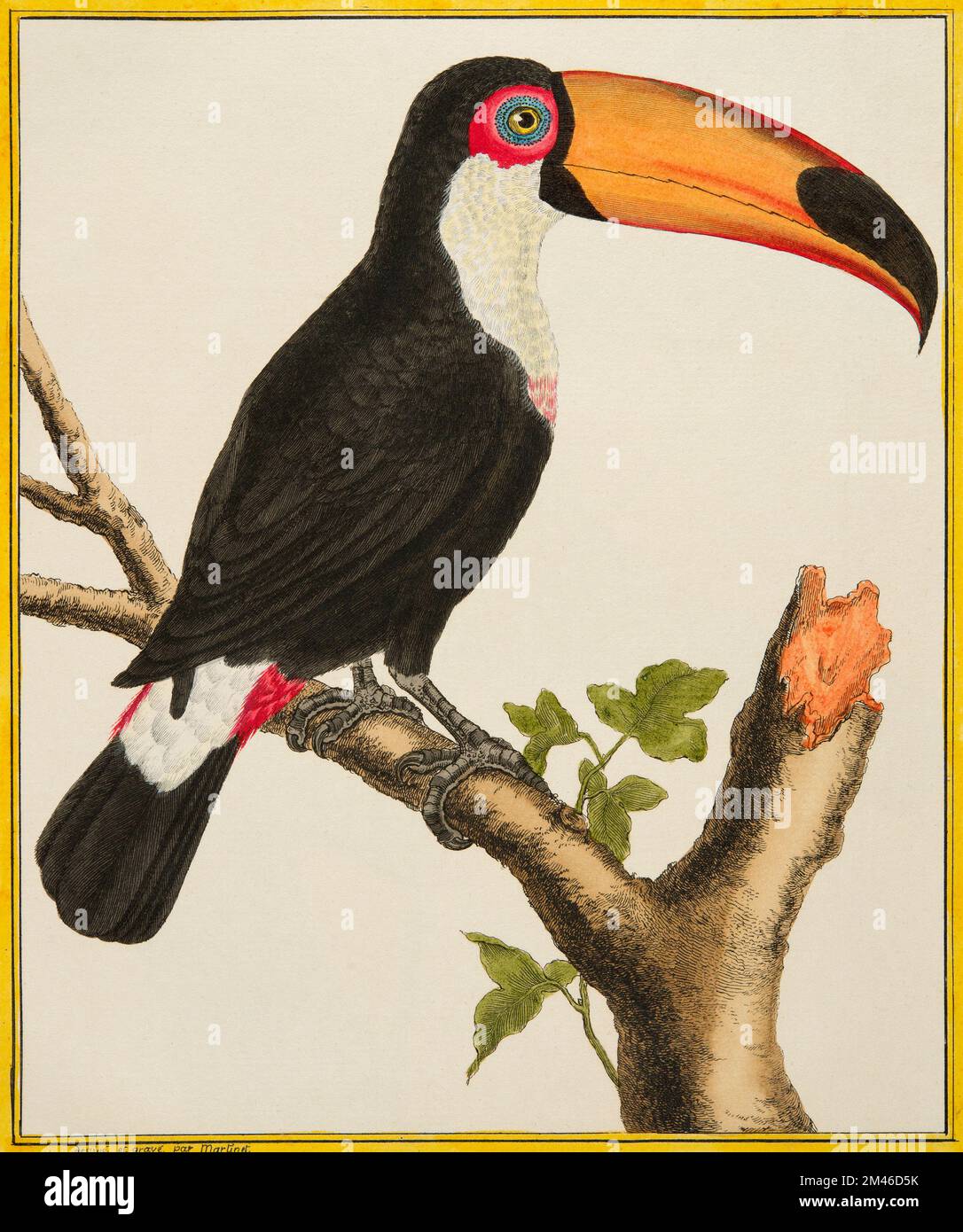 Cayenne toucan or Toco: Illuminated plate from the natural history of ...