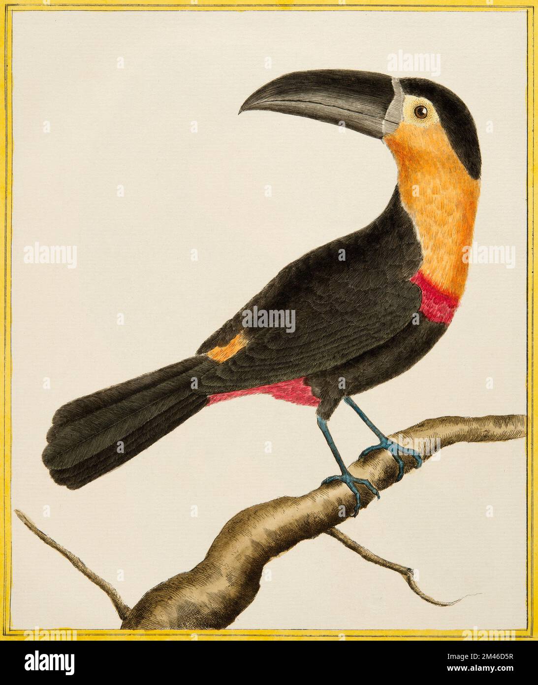 Brazilian yellow-throated toucan: Illuminated plate from the natural ...