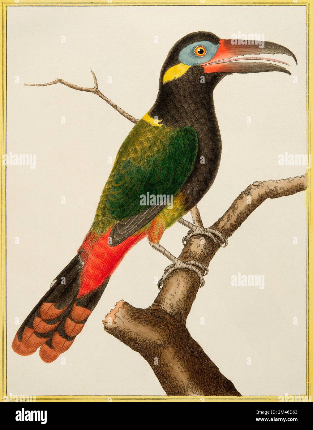 Collared toucan of Cayenne: Illuminated plate from the natural history ...