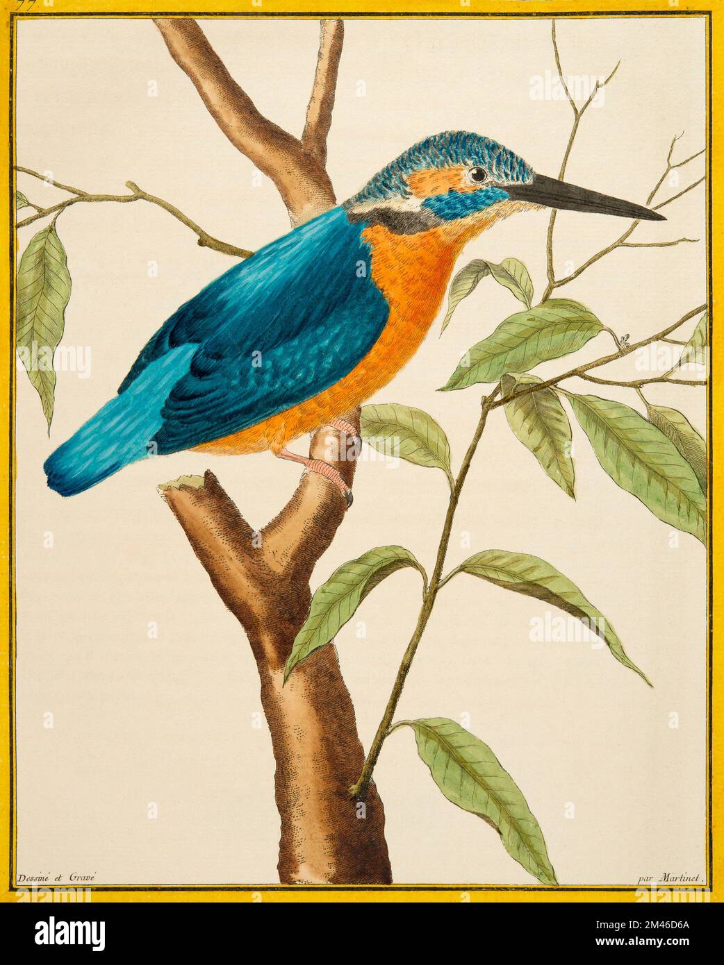 The Kingfisher: Illuminated Plate from the Natural History of Birds by ...