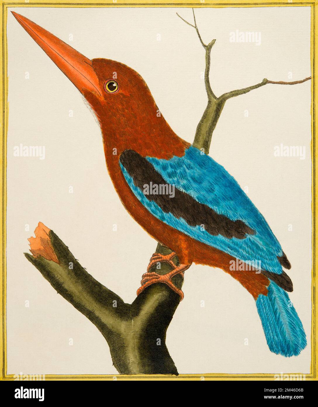 Great Kingfisher of Madagascar: Illuminated plate from the natural ...