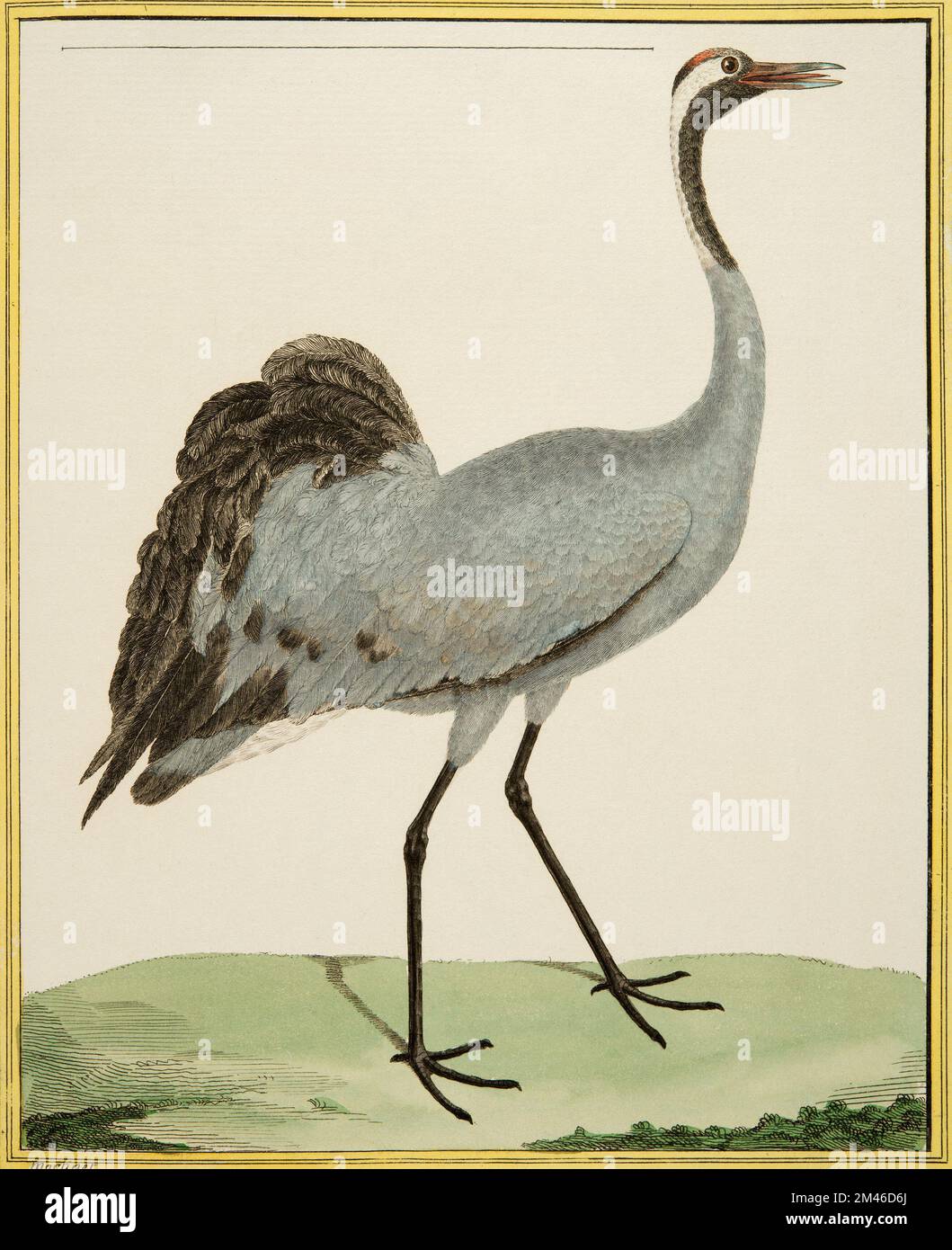 The Crane: Illuminated Plate from the Natural History of Birds by ...