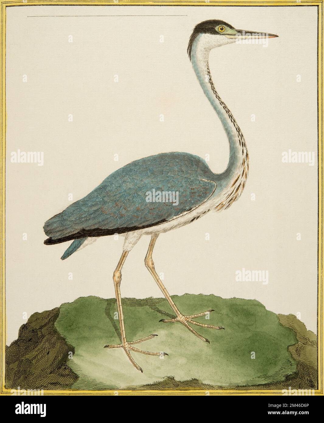 The heron: Illuminated plate from the natural history of birds by ...