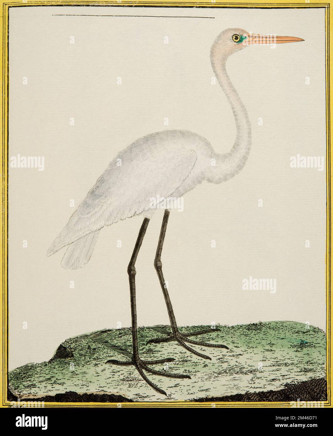 The White Heron: Illuminated Plate from the Natural History of Birds by ...