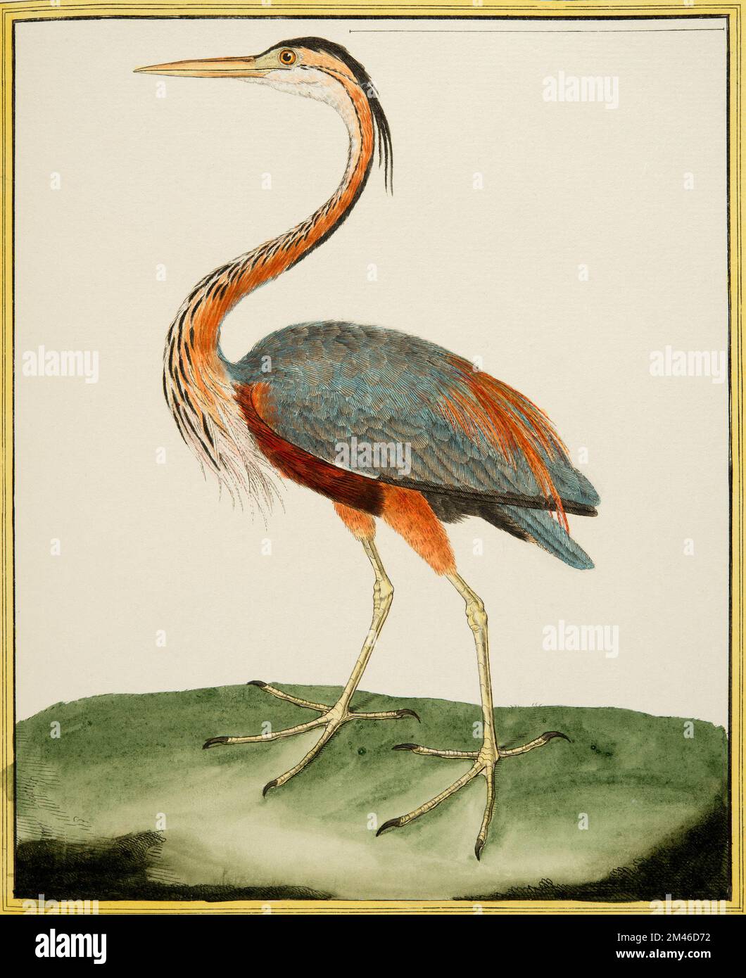 The Crested Heron: Illuminated Plate from the Natural History of Birds ...