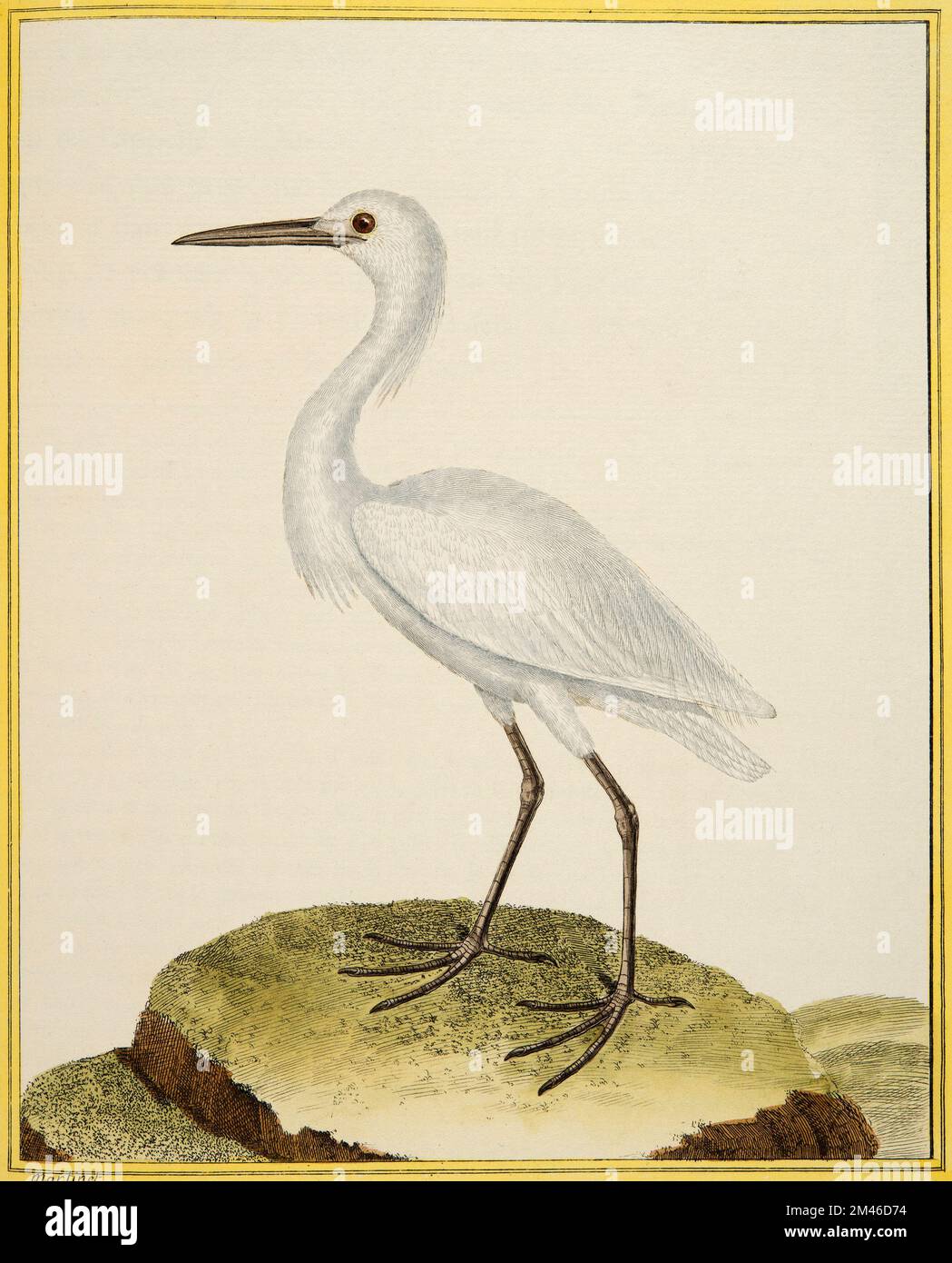 The Egret: Illuminated plate from the natural history of birds by ...