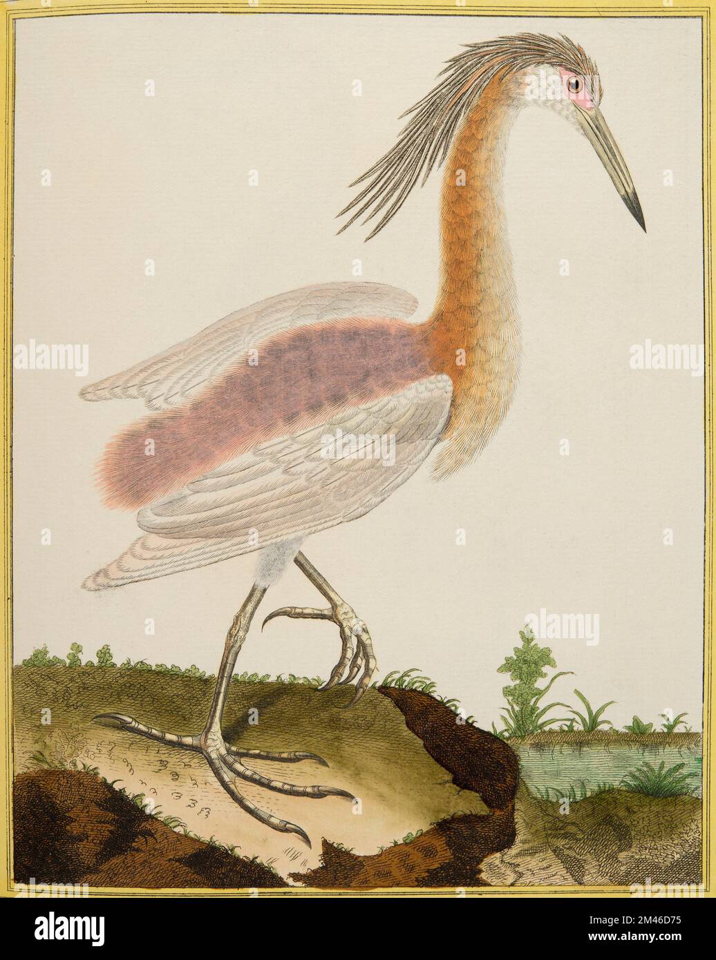 Mahon's Crested Heron (Port Mahon in Menorca): Illuminated Plate from ...