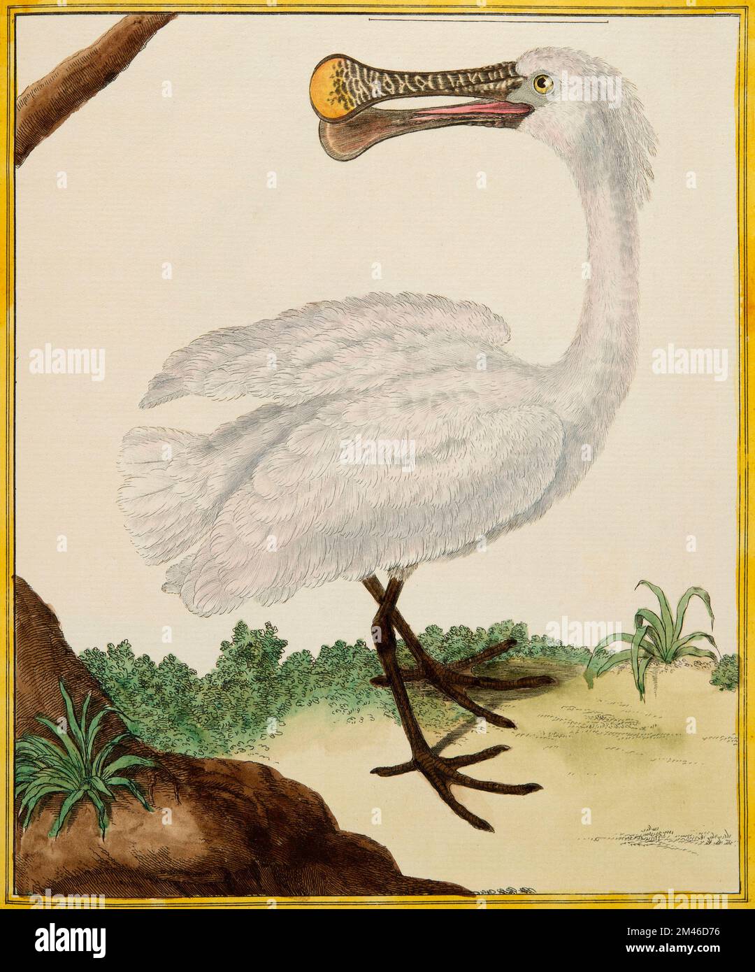 The Spoonbill: Illuminated Plate from the Natural History of Birds by ...