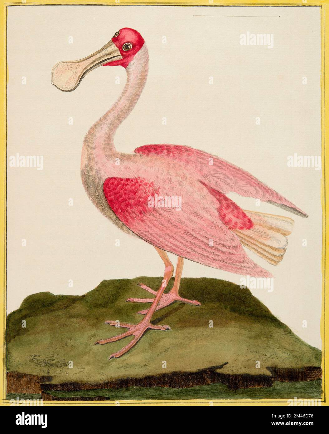 The Pink Spoonbill of Cayenne: Illuminated Plate from the Natural ...