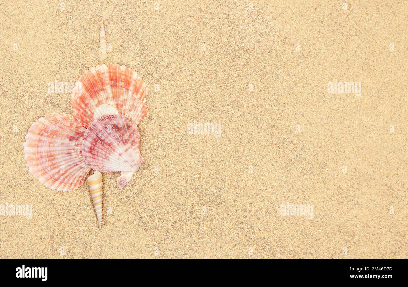Heart made shells on beach hi-res stock photography and images - Alamy