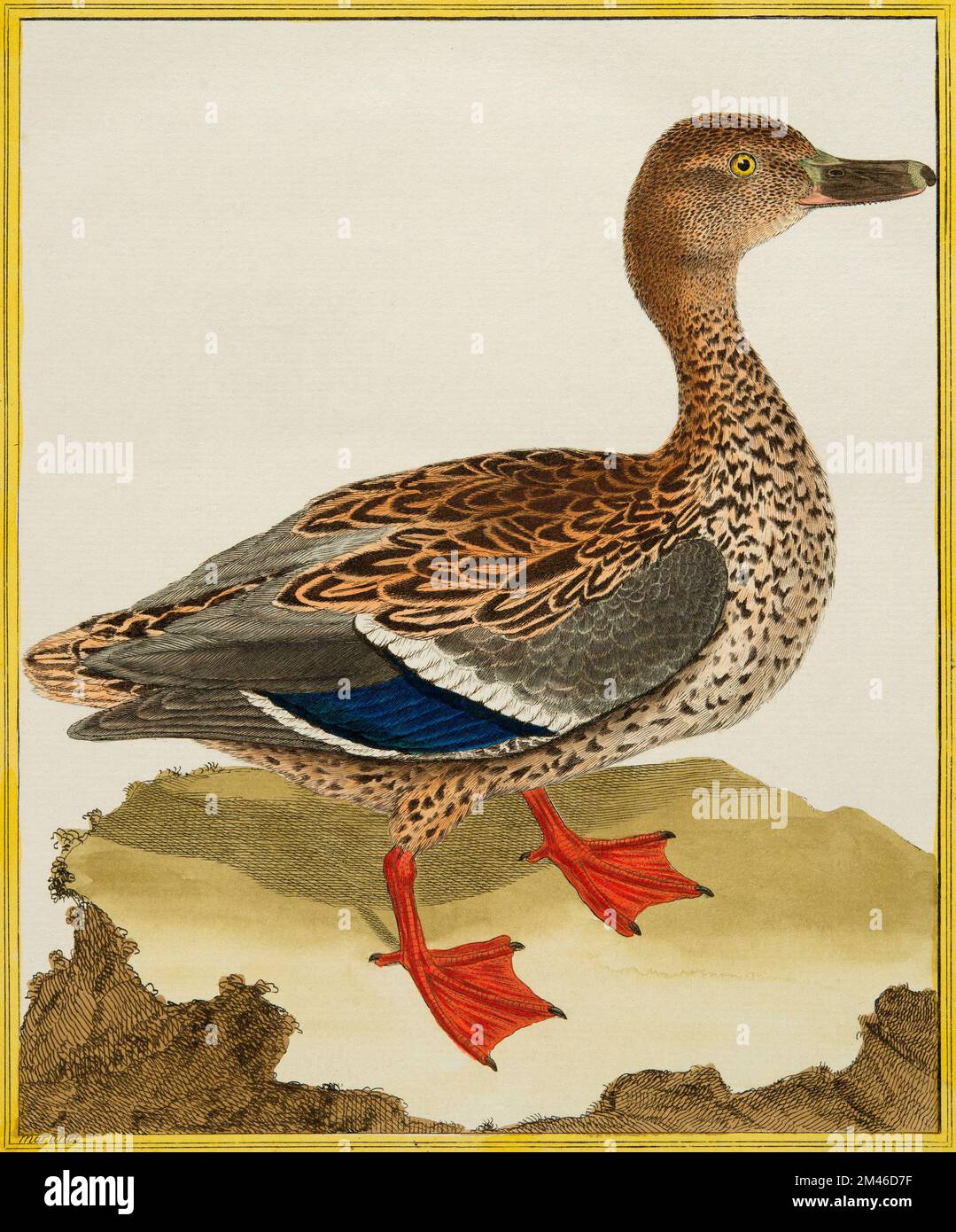 Wild Duck Female: Illuminated Plate from the Natural History of Birds ...