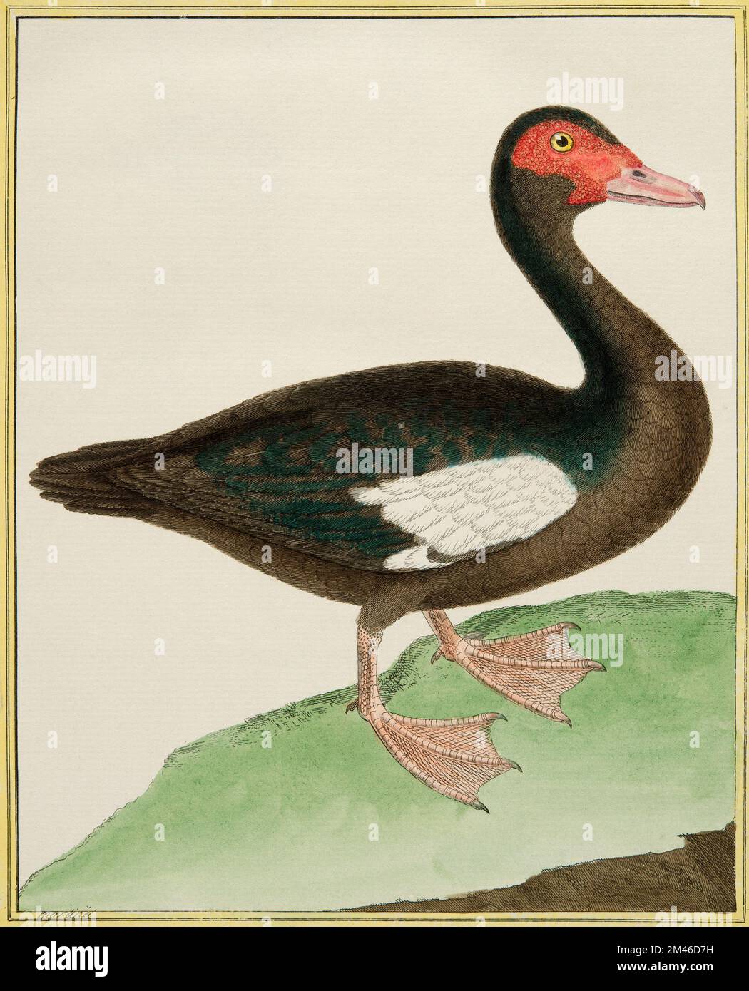 The Musk Duck: Illuminated Plate from the Natural History of Birds by ...