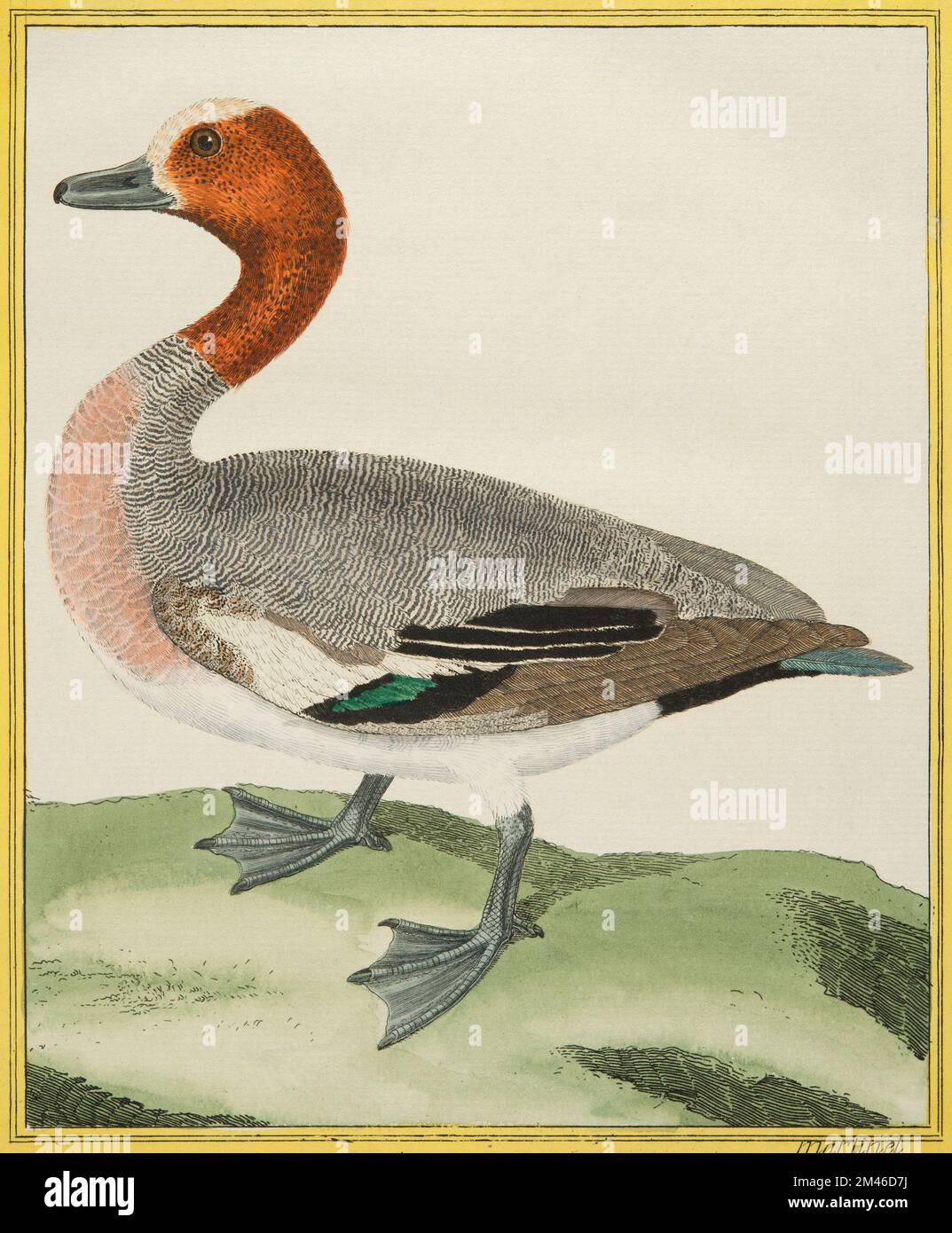 The Whistling Duck: Illuminated Plate from the Natural History of Birds ...