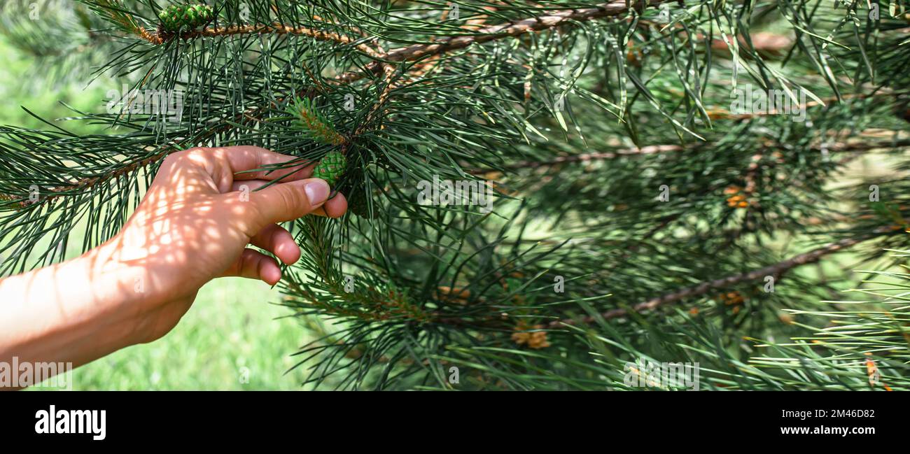 young green bump on branches of pine growing in forest. Male cones of a ...