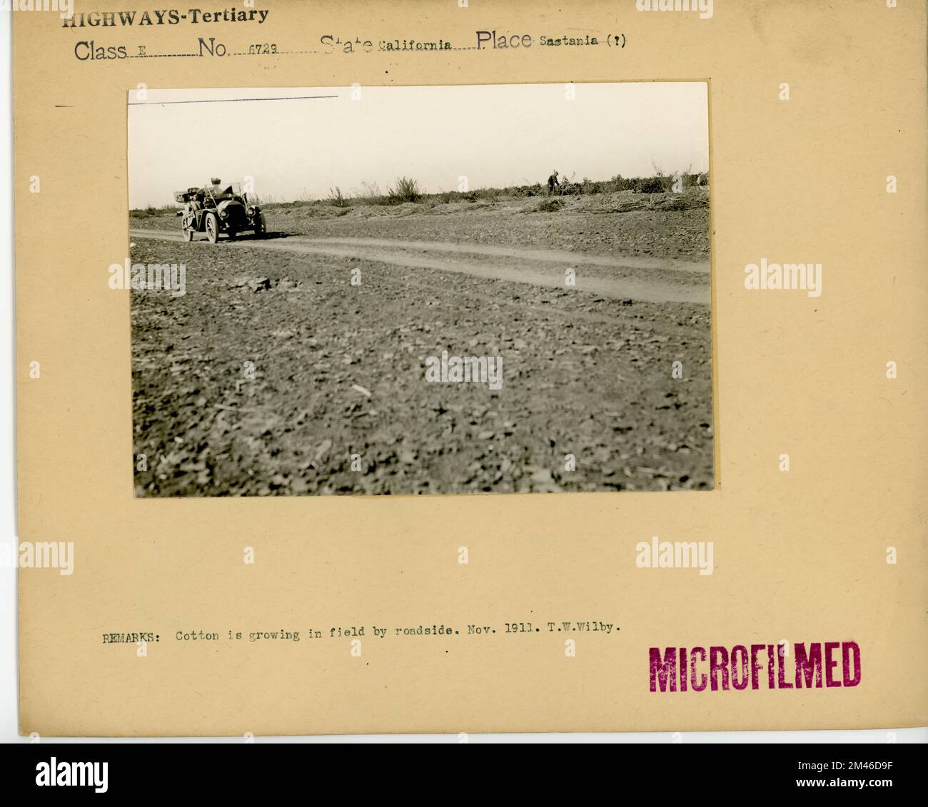 Cotton is growing in field by roadside. Original caption: Cotton is ...
