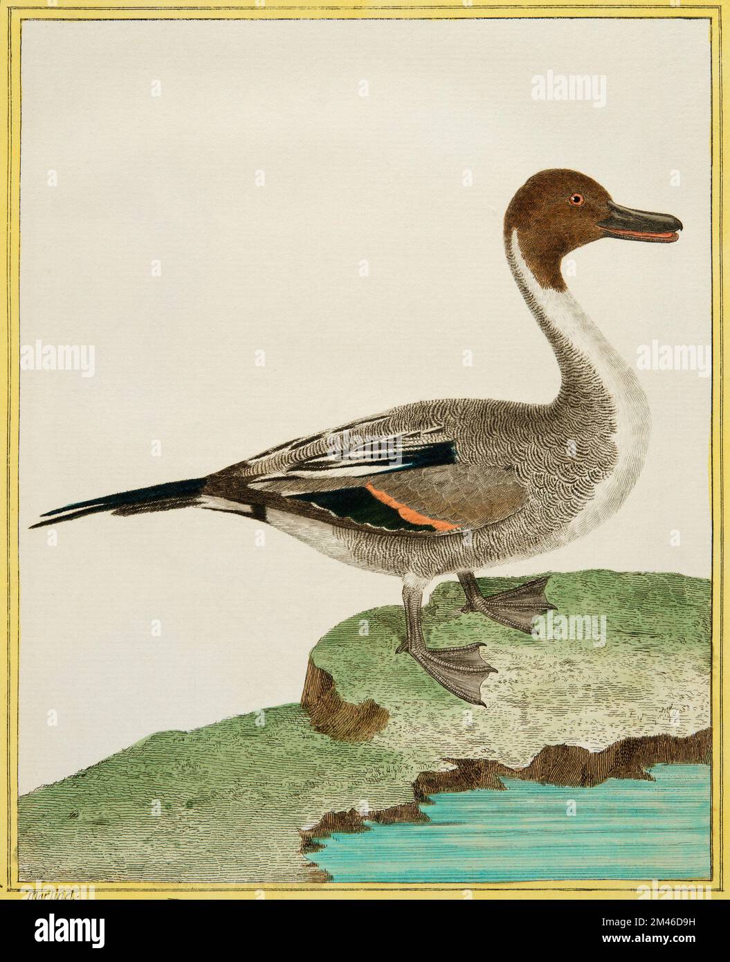 The Long-tailed Duck: Illuminated Plate from the Natural History of ...