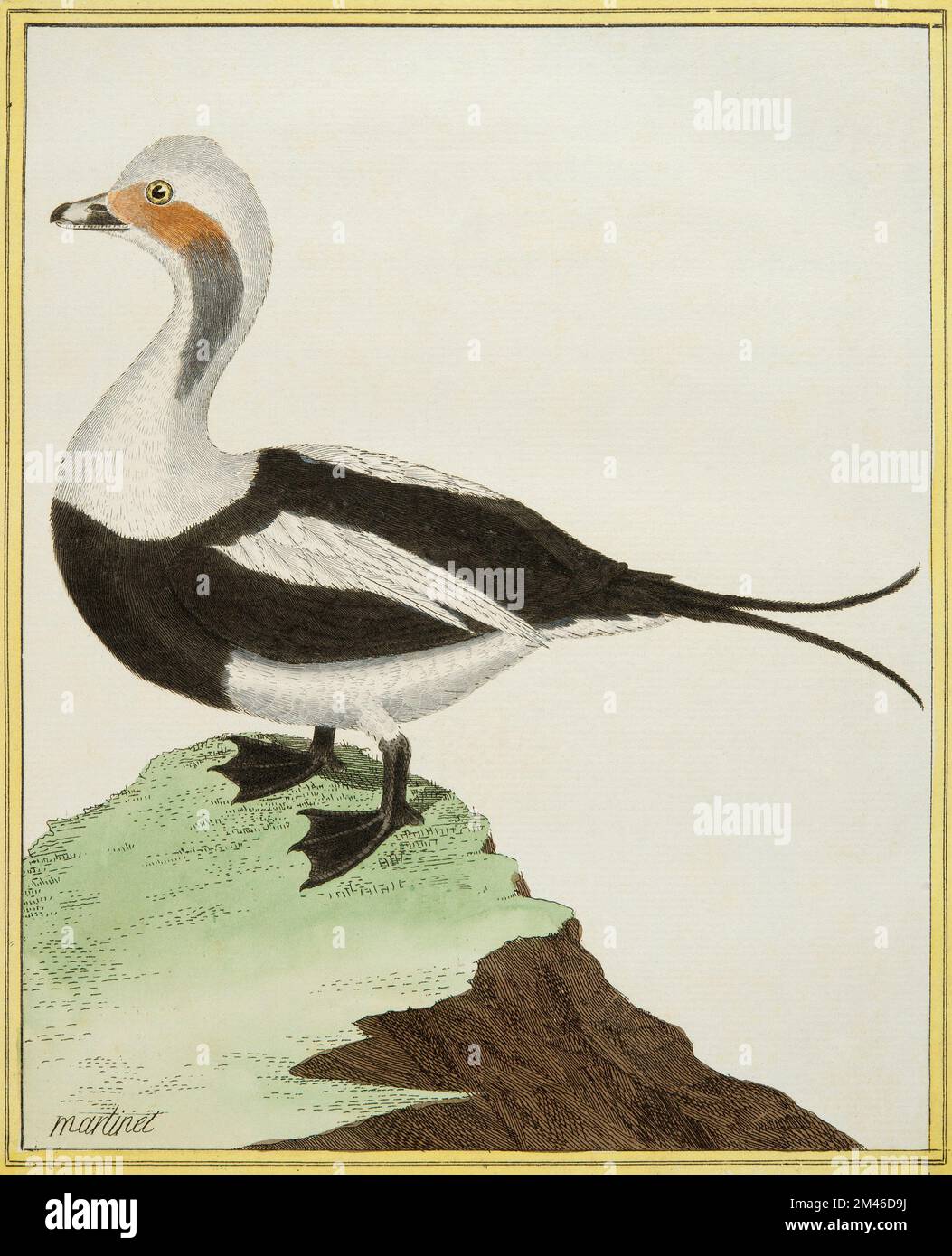 The Duck of Miclon: Illuminated plate from the natural history of birds ...