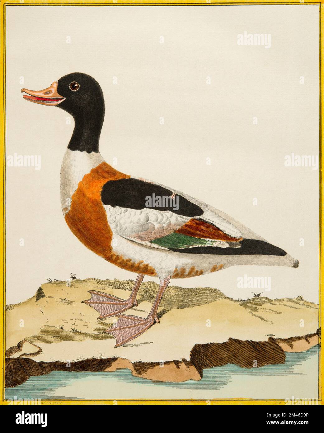 The Shelduck Duck: Illuminated plate from the natural history of birds ...