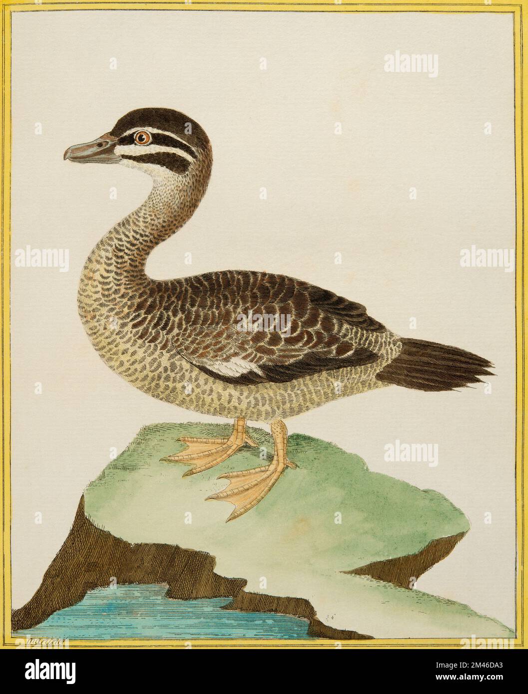 The Cayenne Spiny-Tailed Teal Duck: Illuminated Plate from the Natural ...