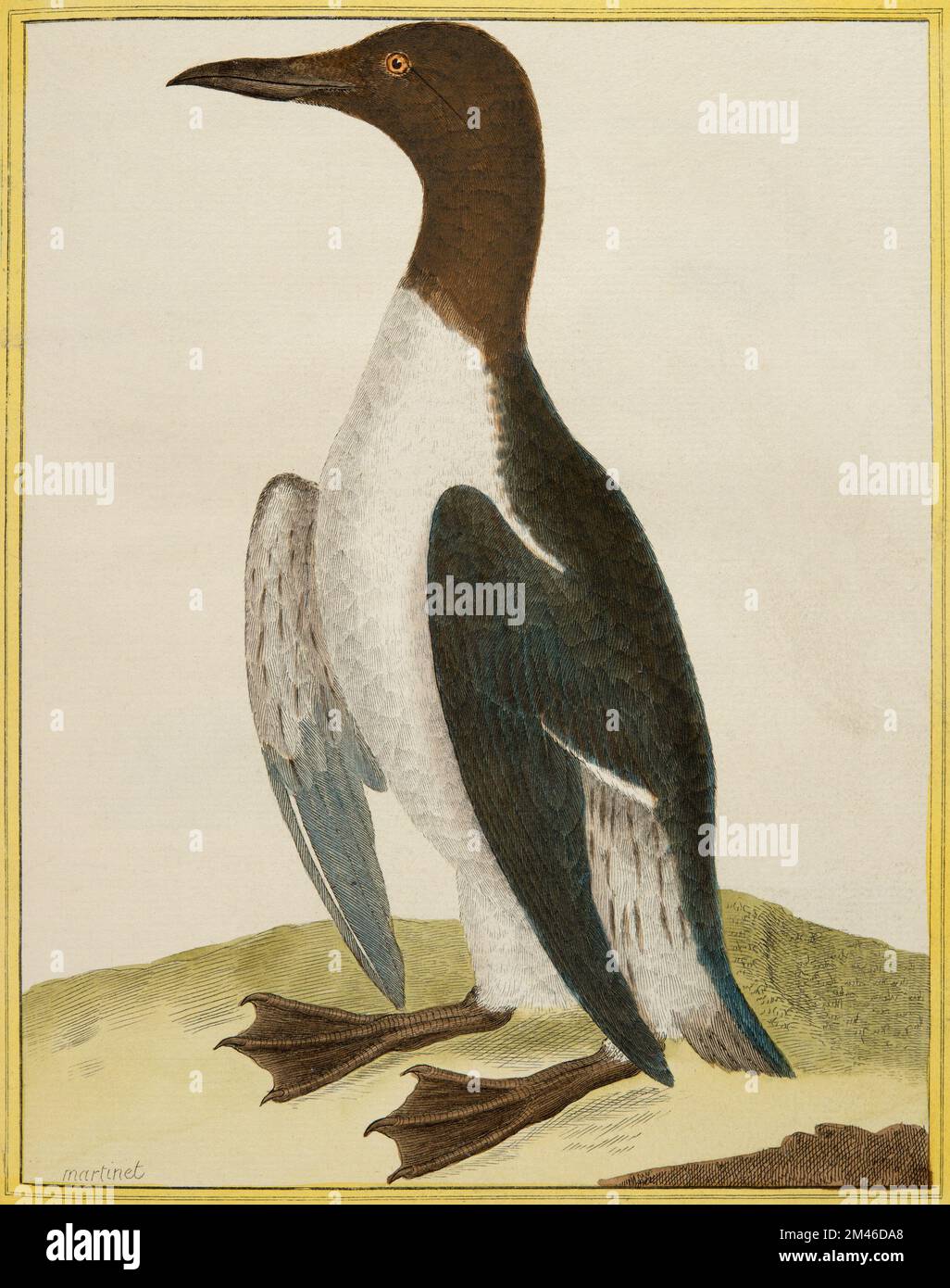 The Guillemot: Illuminated Plate from the Natural History of Birds by ...