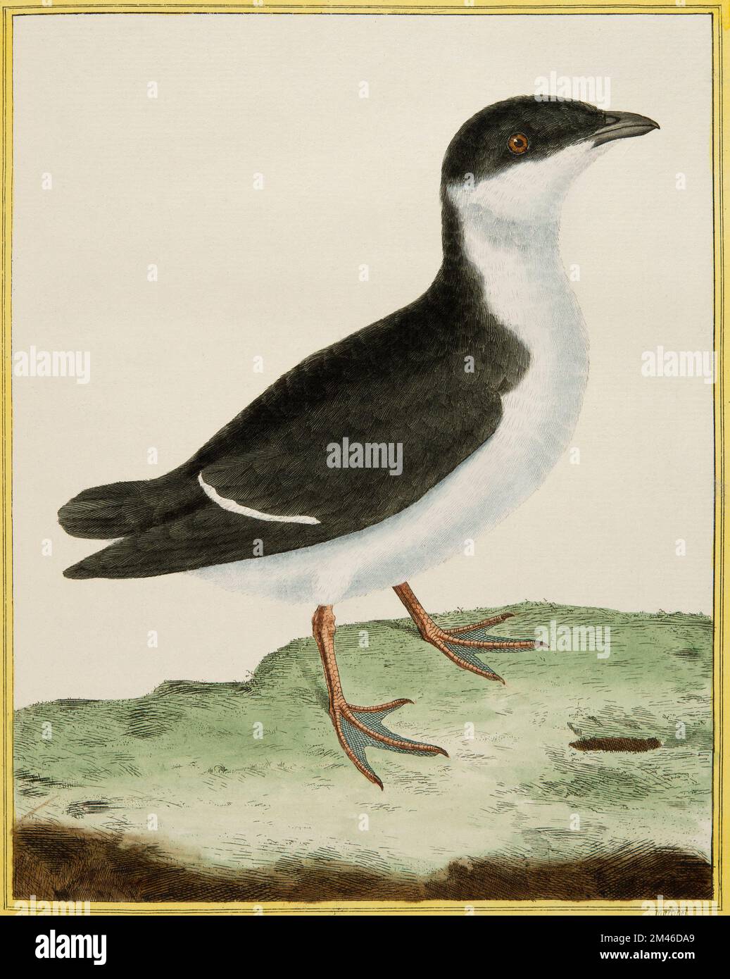 The little female Guillemot: Illuminated plate from the natural history ...